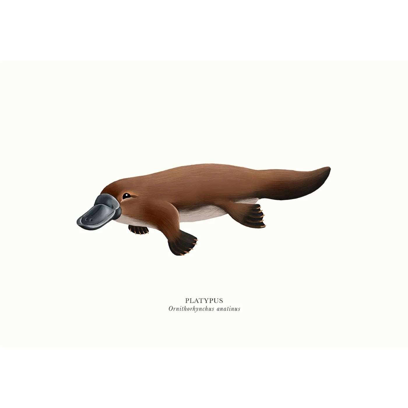 Sam Lyne - A3 Art Prints – The Spotted Quoll