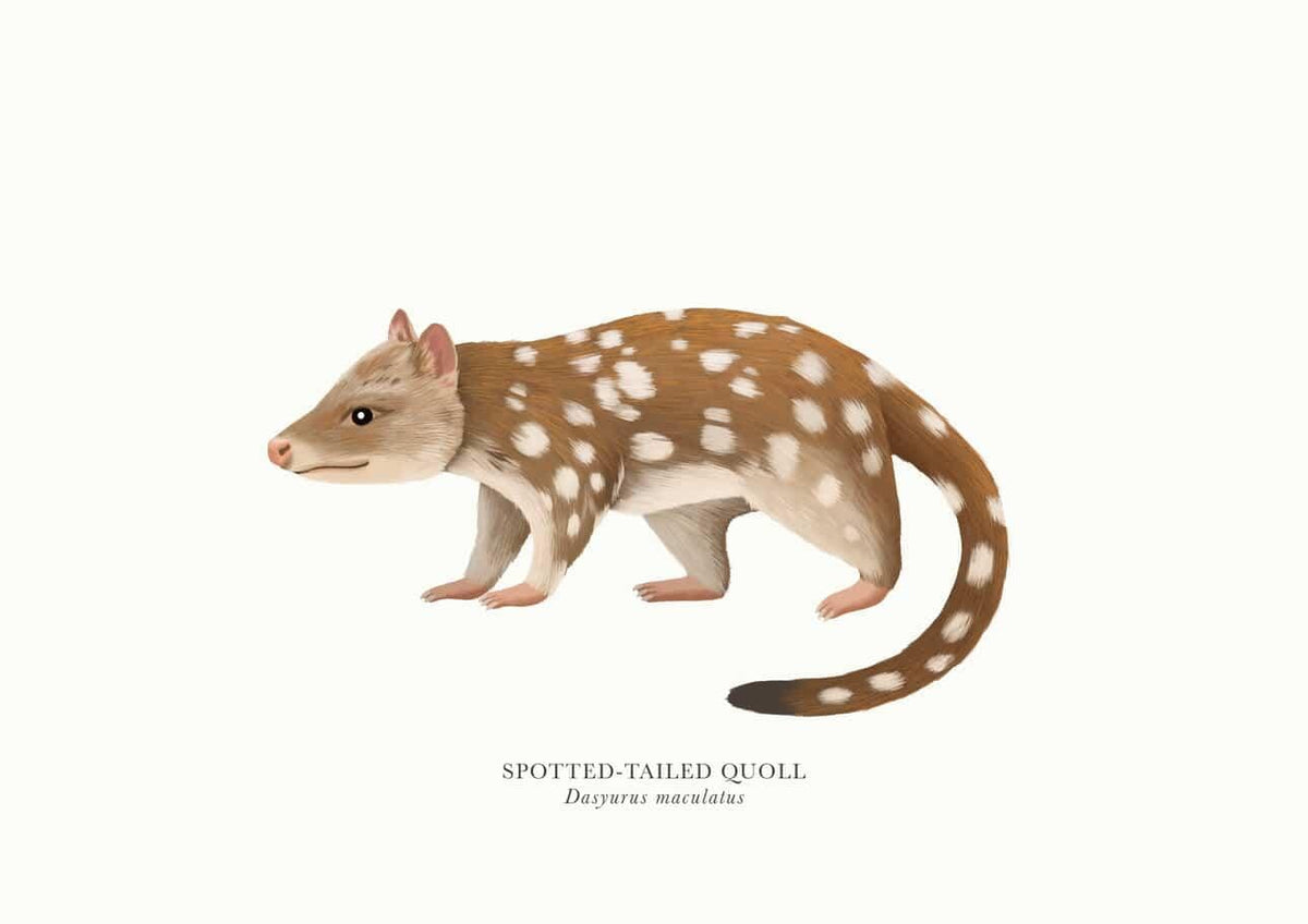 Sam Lyne - A3 Art Prints – The Spotted Quoll